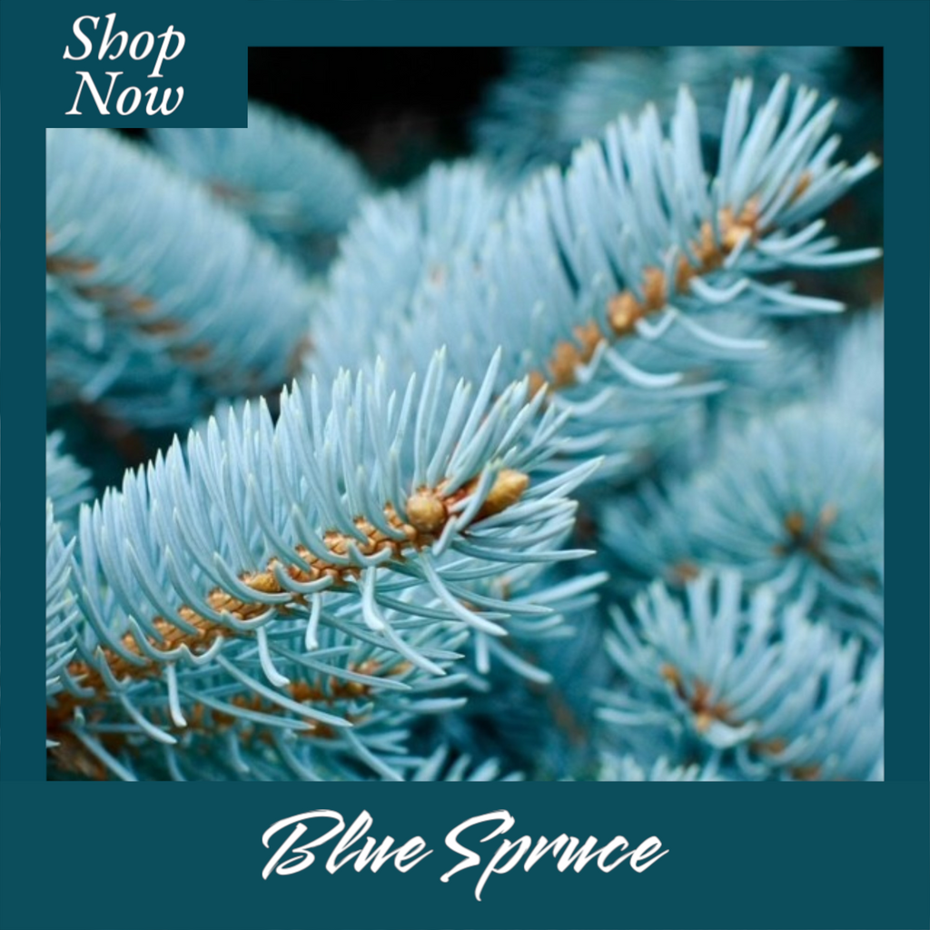 BLUE SPRUCE CANDLE – Paisley Candle and Home